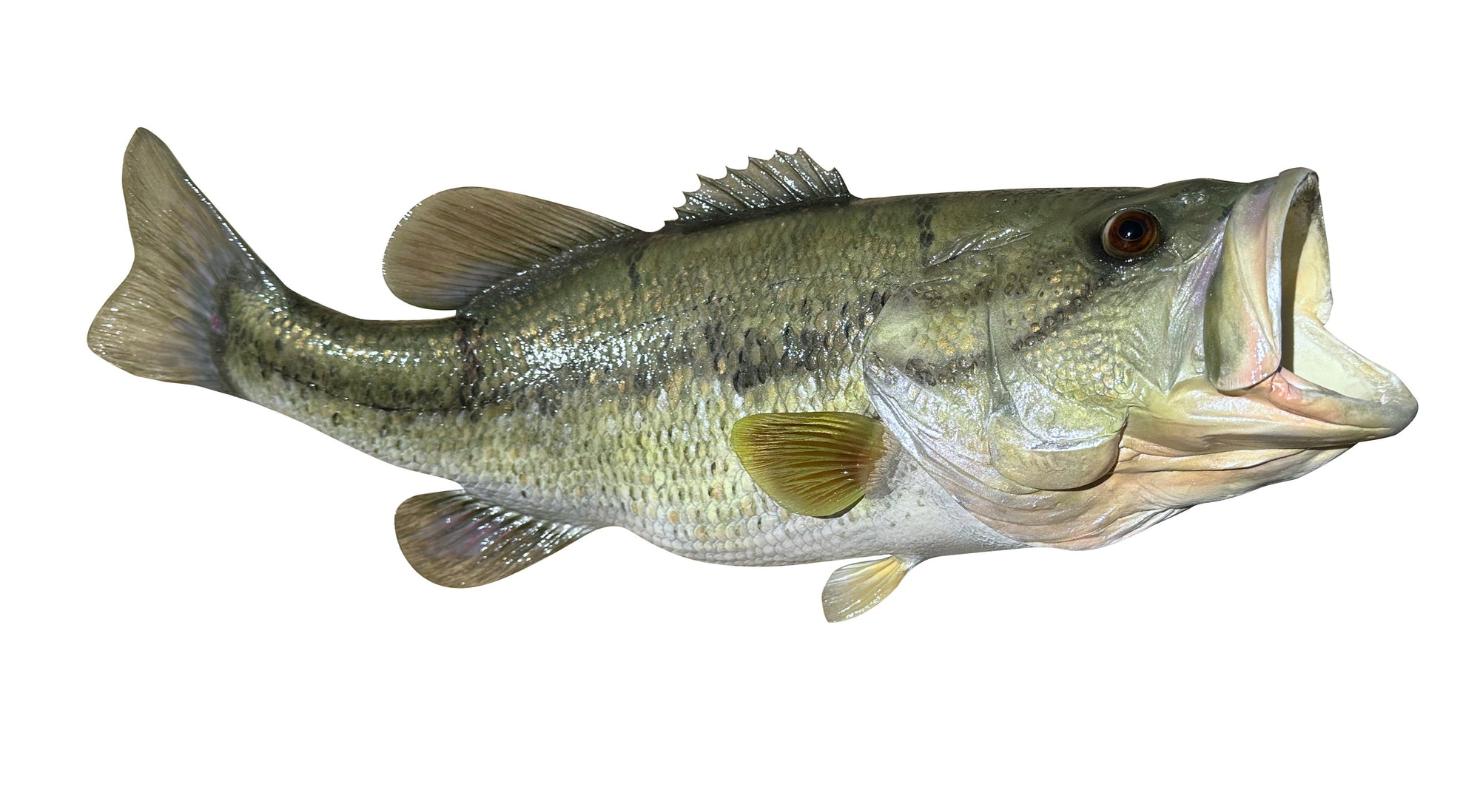Largemouth Bass Fish Replica Mount Taxidermy – Custom Bait Shop